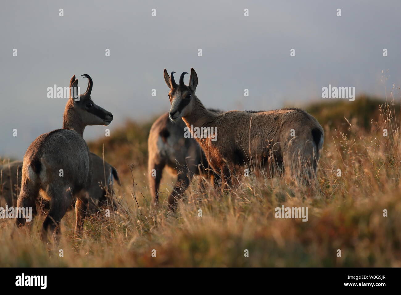 Chamois (Rupicapra rupicapra) Vosges Mountains, France Stock Photo - Alamy