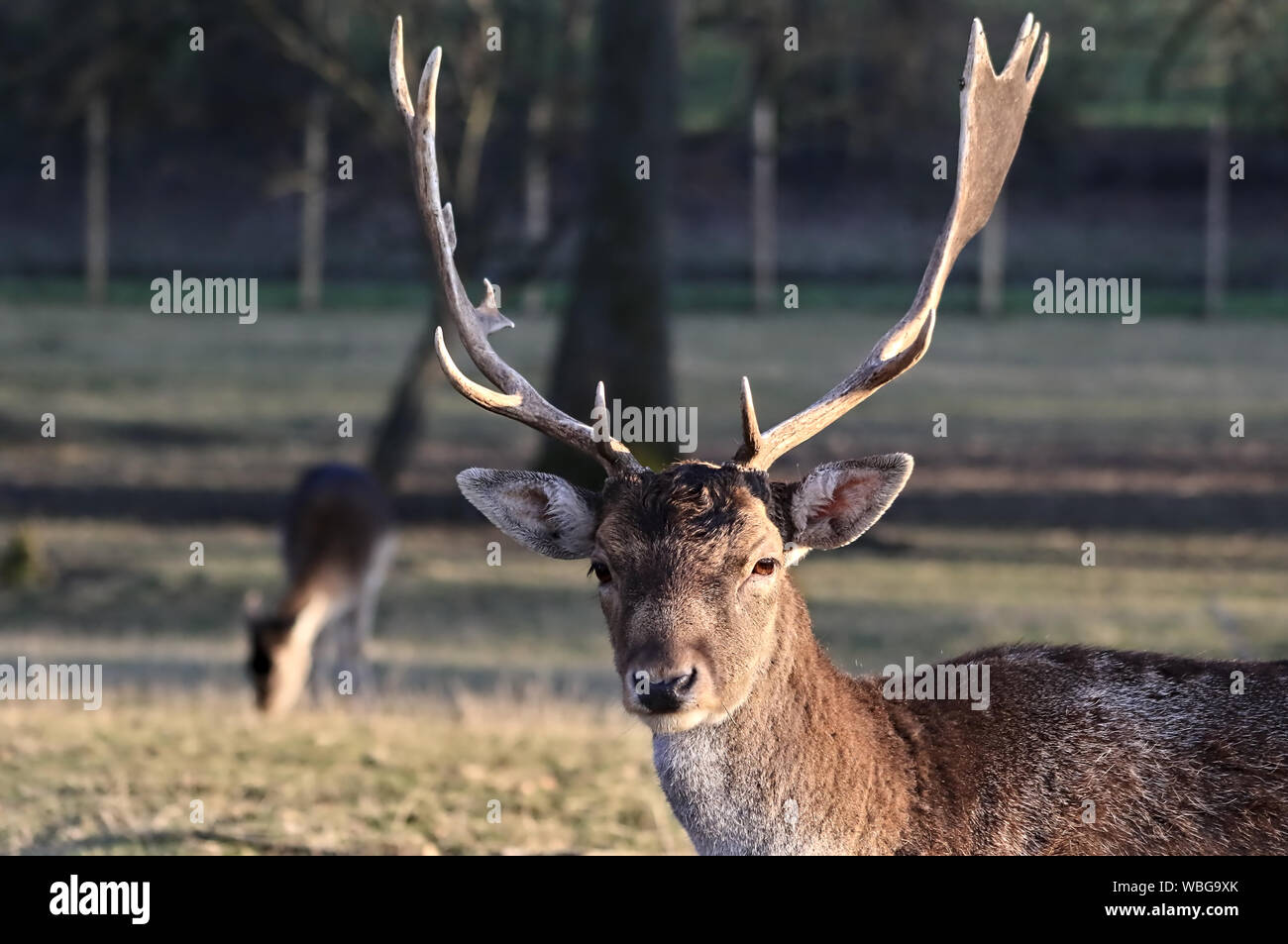 Deer staring at camera hi-res stock photography and images - Alamy