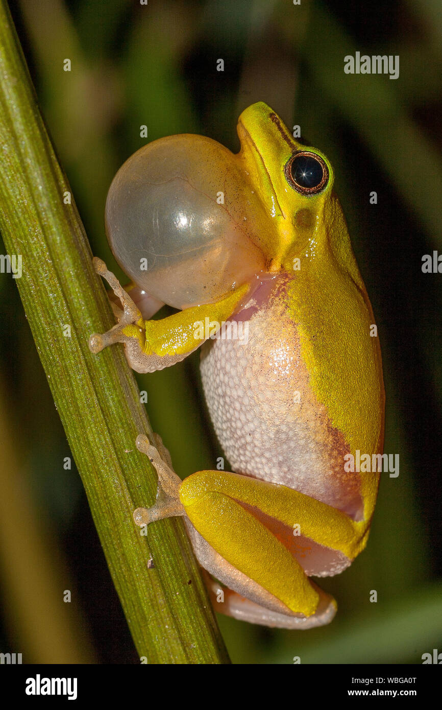 Dwarf Tree Frog Calling Stock Photo - Alamy