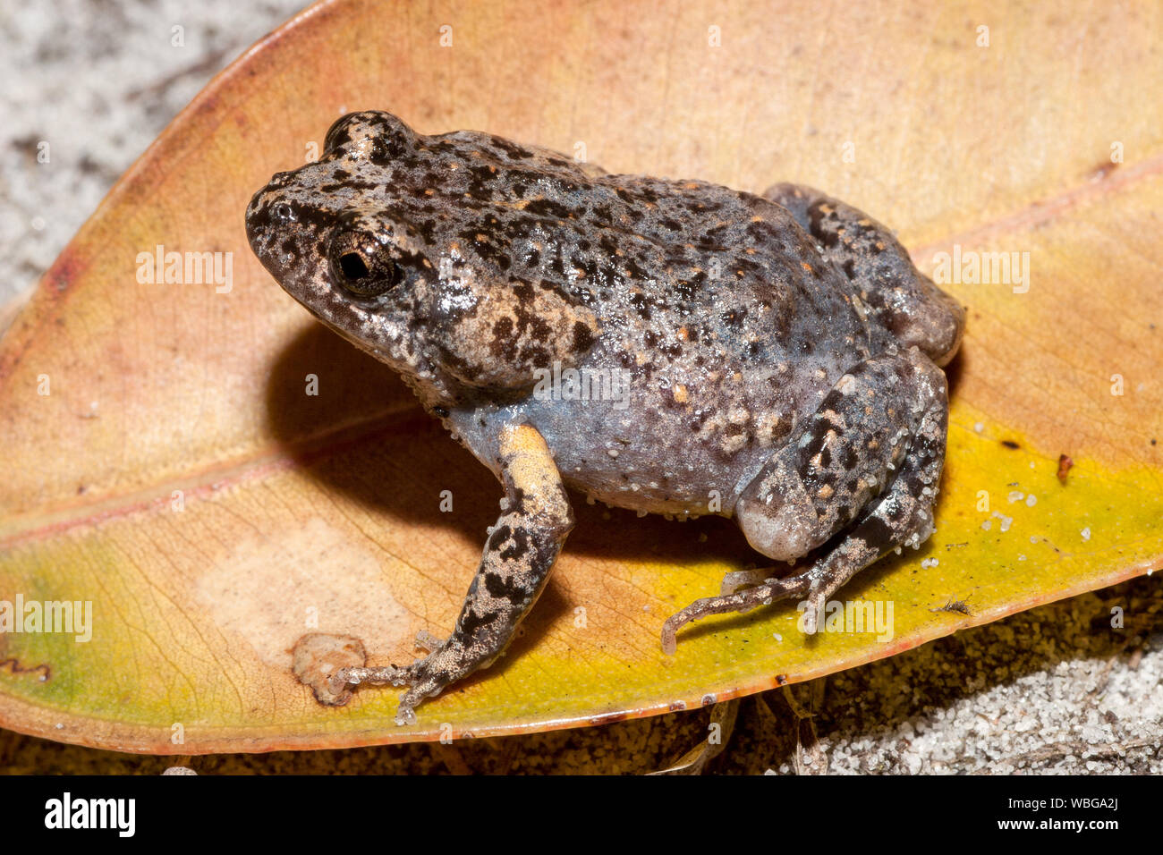 Tylers toadlet hi-res stock photography and images - Alamy