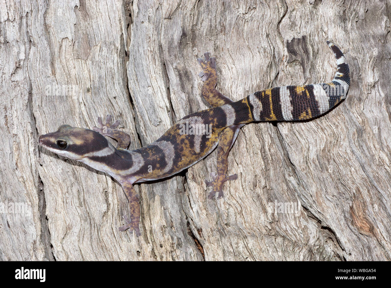 Northern Velvet Gecko Stock Photo - Alamy