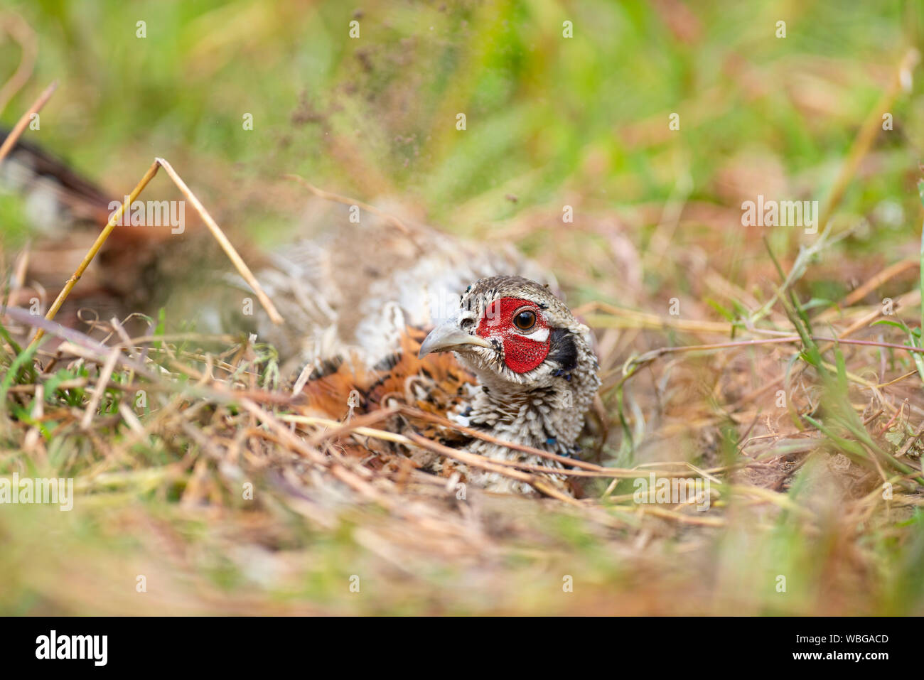 A Young Rooster Pheasant taking a dust bath on a late summer day Stock ...