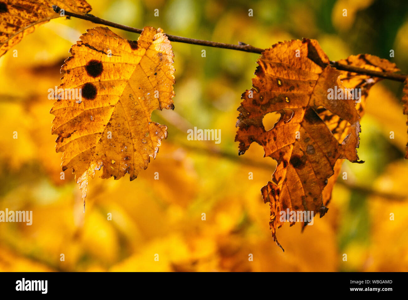 Rotten Leaves High Resolution Stock Photography and Images - Alamy