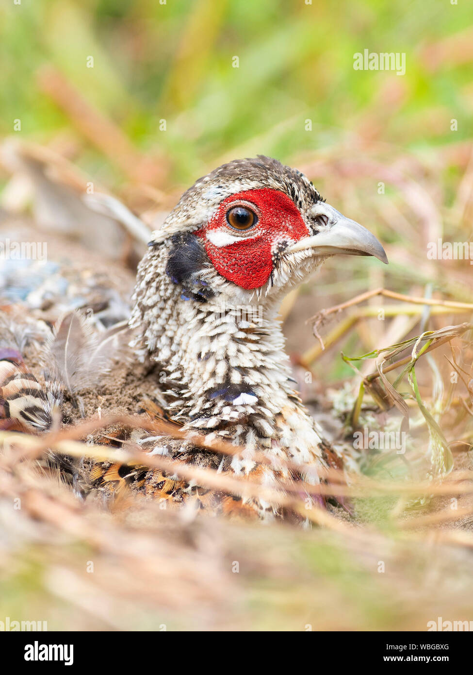 A Young Rooster Pheasant taking a dust bath on a late summer day Stock ...