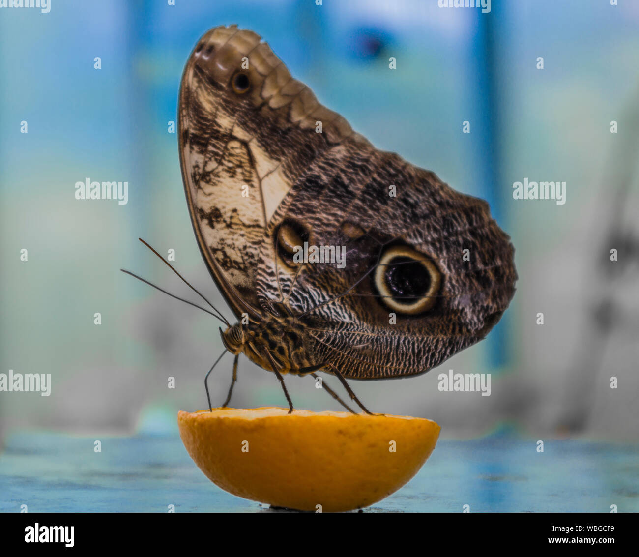 Lemon butterfly hi-res stock photography and images - Alamy