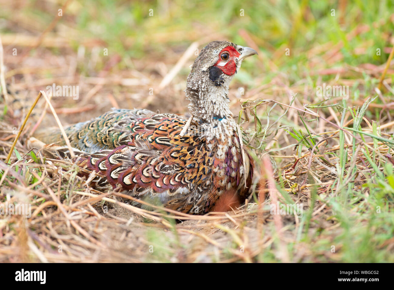 A Young Rooster Pheasant taking a dust bath on a late summer day Stock ...