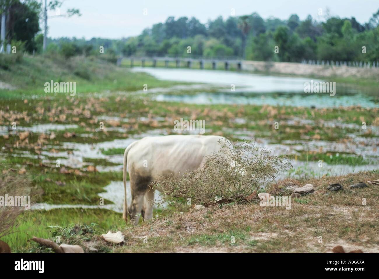 Cow river hi-res stock photography and images - Alamy