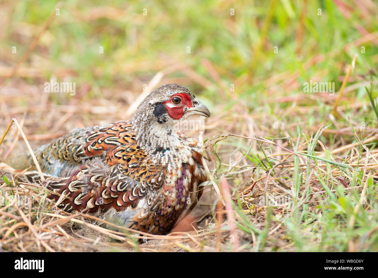 A Young Rooster Pheasant taking a dust bath on a late summer day Stock ...