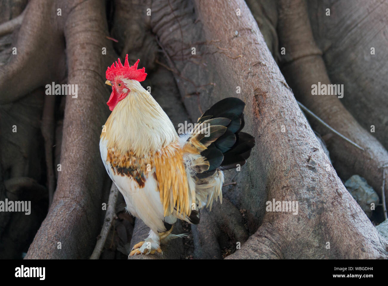 Tree chicken hi-res stock photography and images - Alamy