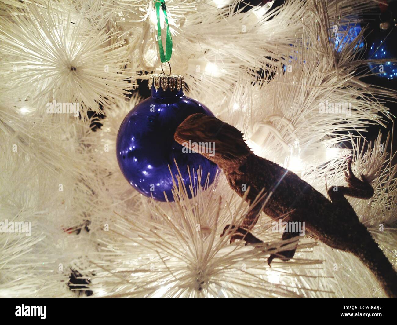 Celebration reptile hi-res stock photography and images - Alamy