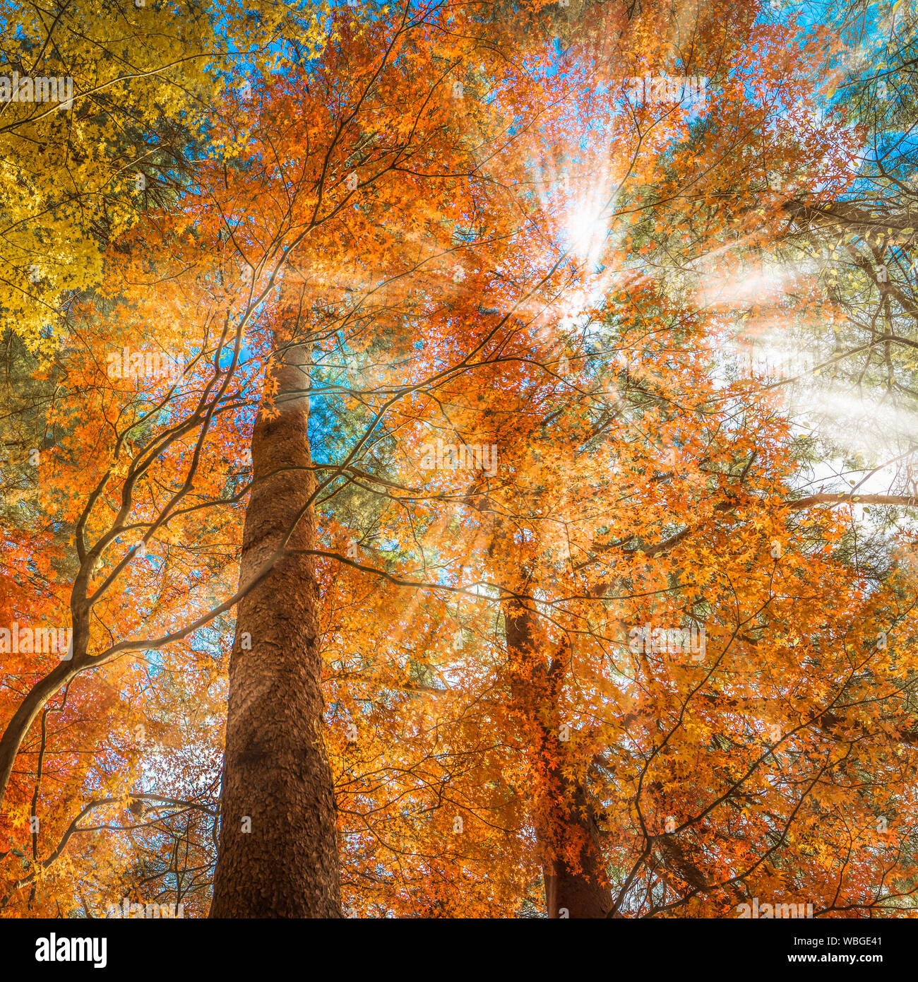 Trees with fall colour hi-res stock photography and images - Alamy