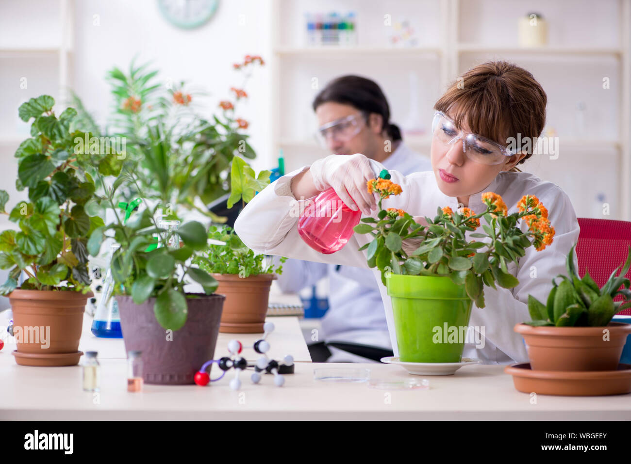 The two young botanist working in the lab Stock Photo - Alamy