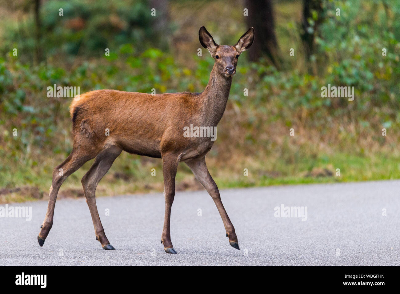 Deer Side View In Road High Resolution Stock Photography and Images - Alamy
