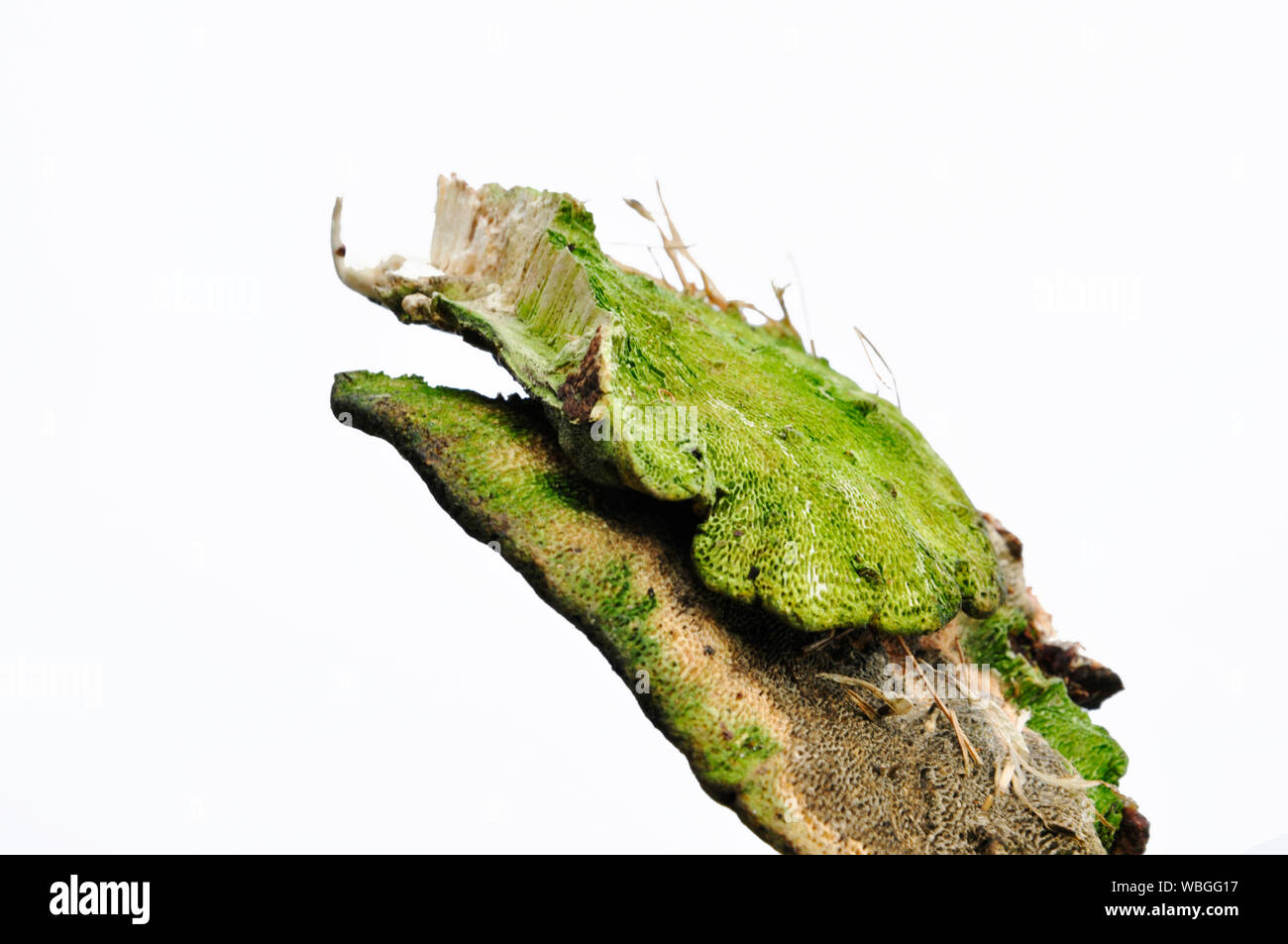 Green fungus hi-res stock photography and images - Alamy