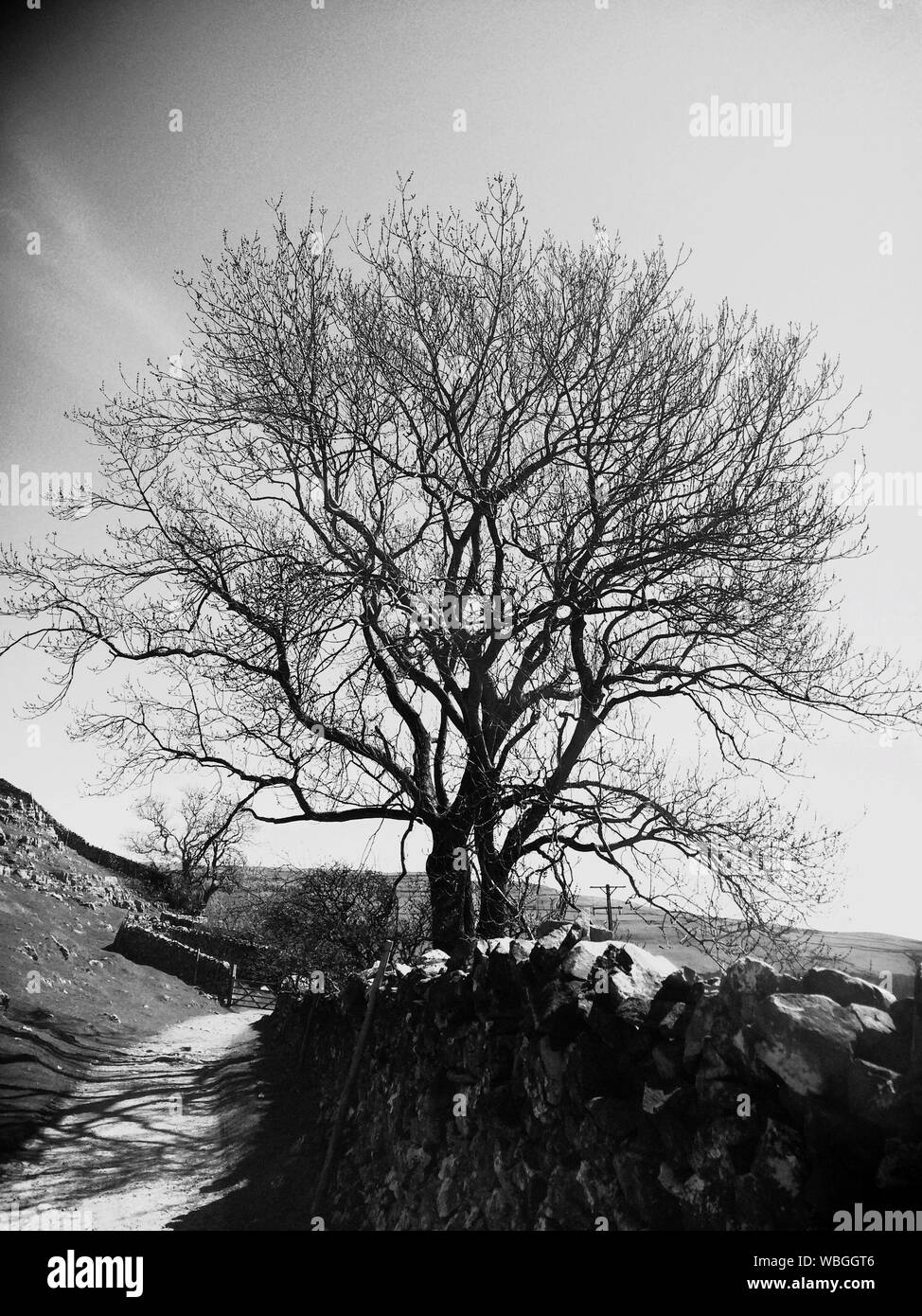 Stone wall tree hi-res stock photography and images - Alamy