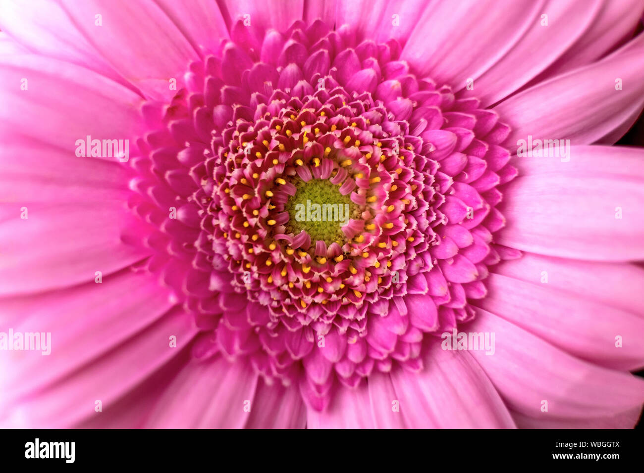 Full bloom gerbera hi-res stock photography and images - Alamy