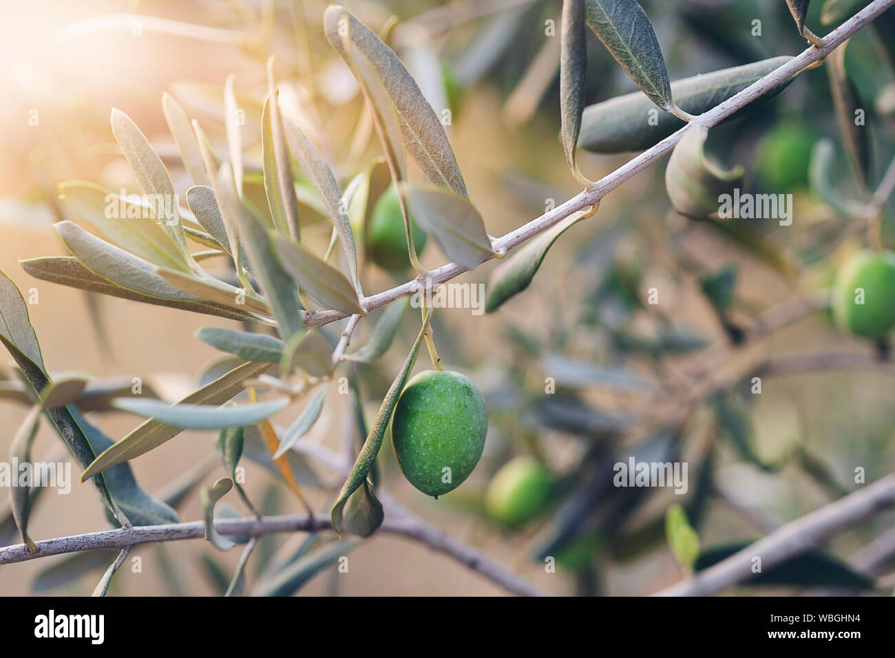 Olive branches on sunset in mediterranean region Stock Photo - Alamy