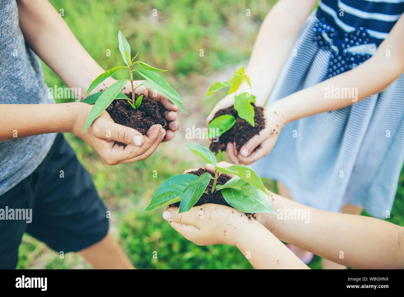 children plant plants together in their hands. Selective focus. nature ...