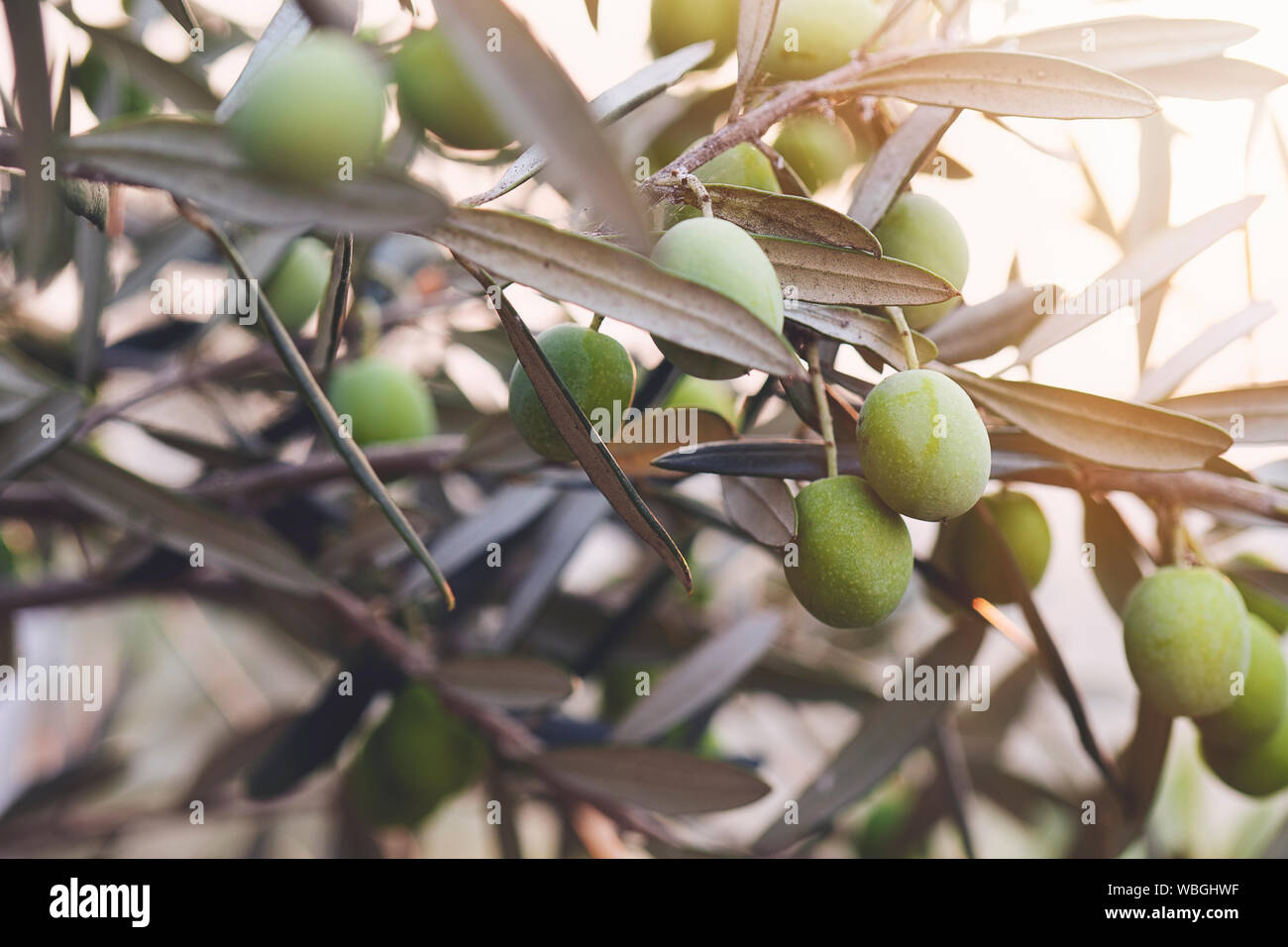 Olive at sunset hi-res stock photography and images - Alamy