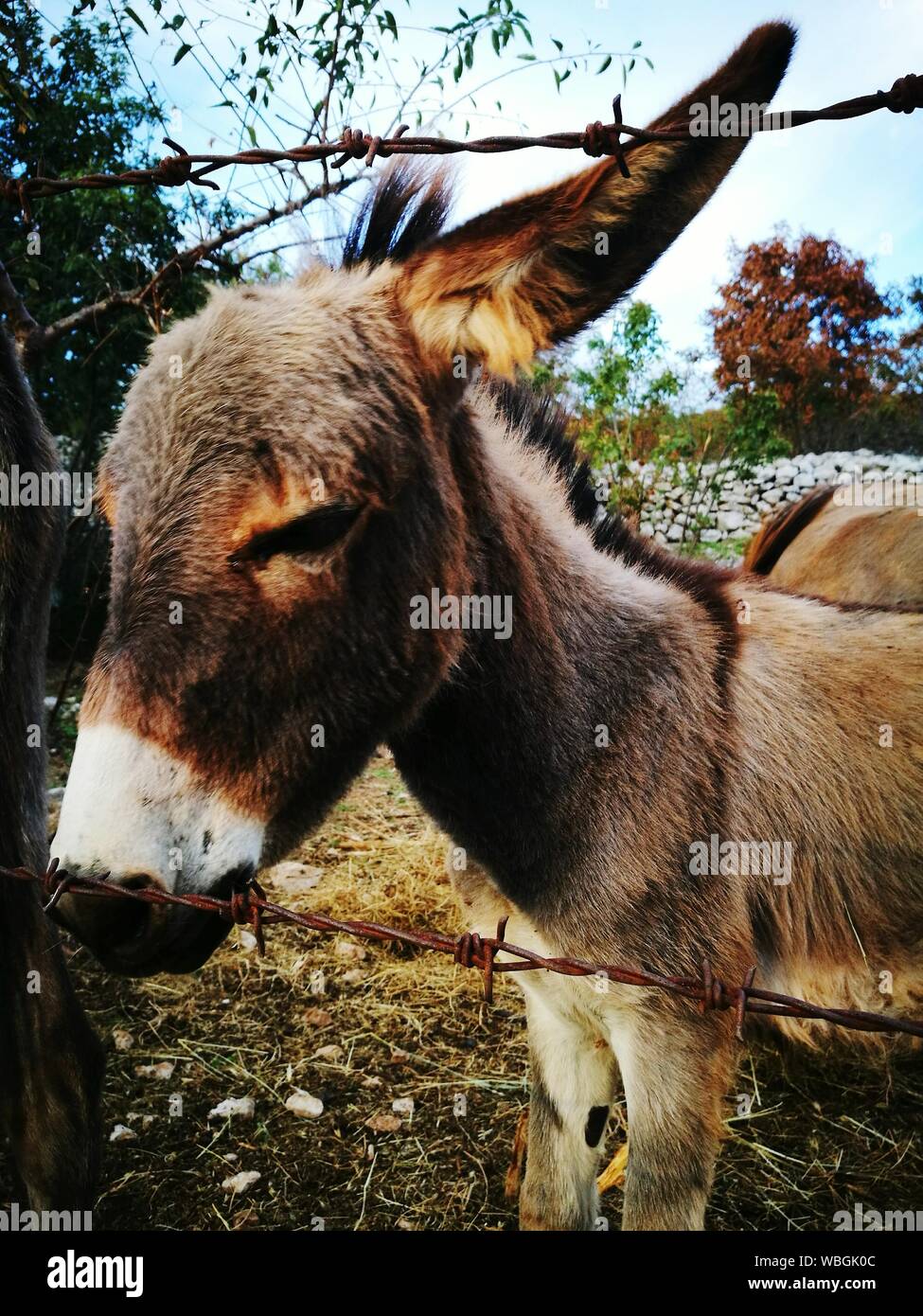 Donkey Low Angle View High Resolution Stock Photography and Images - Alamy