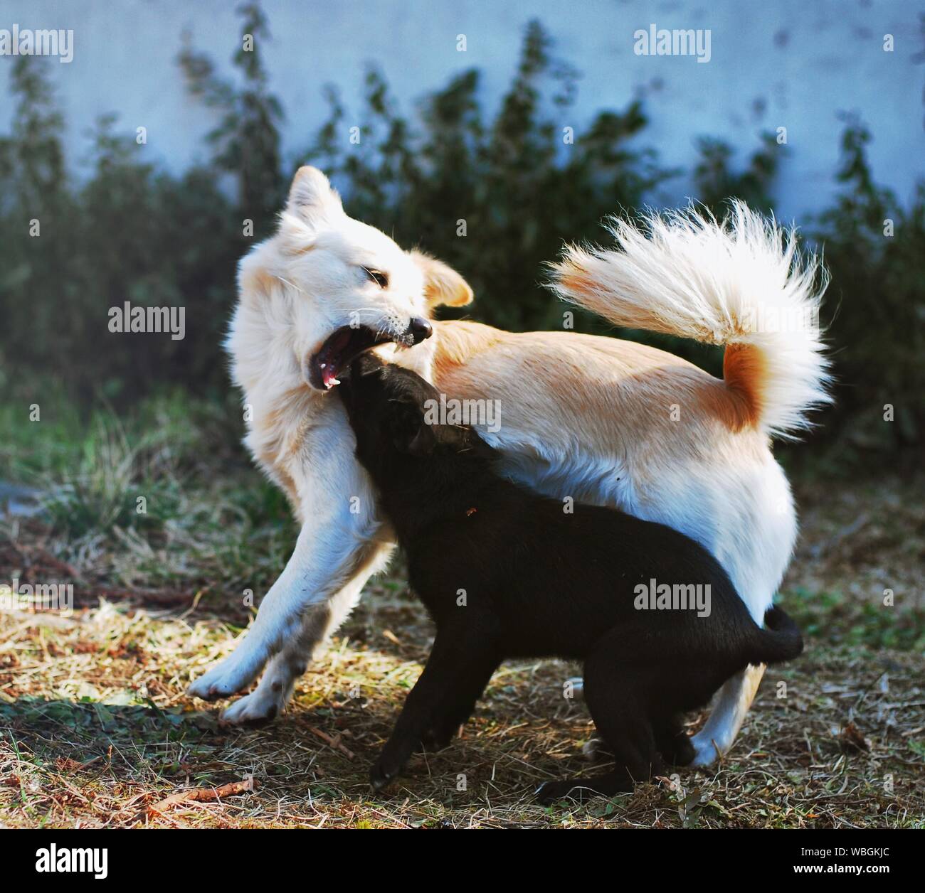 Two dogs playing hi-res stock photography and images - Alamy