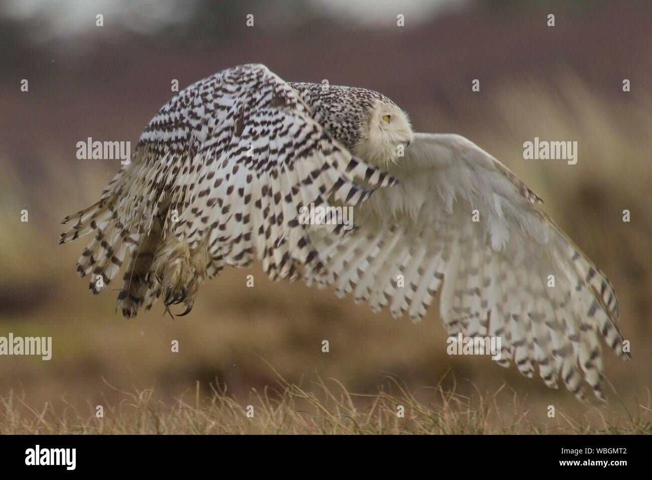 Snowy Owl Flying High Resolution Stock Photography and Images - Alamy