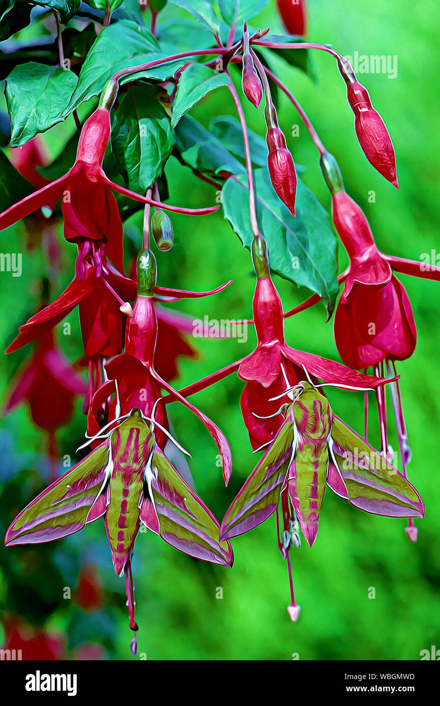 Large Elephant Hawk Moth (Deilephila Elpenor Stock Photo - Alamy