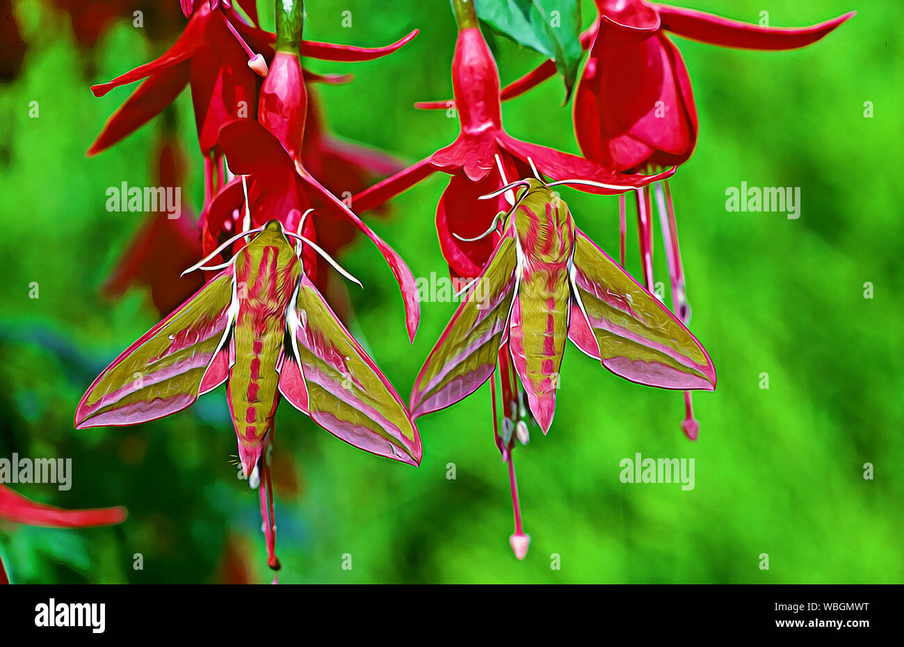 Large Elephant Hawk Moth (Deilephila Elpenor Stock Photo - Alamy