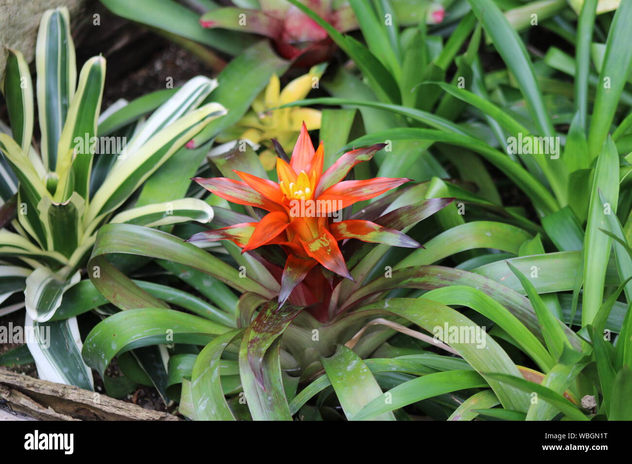 Bromeliads hi-res stock photography and images - Alamy