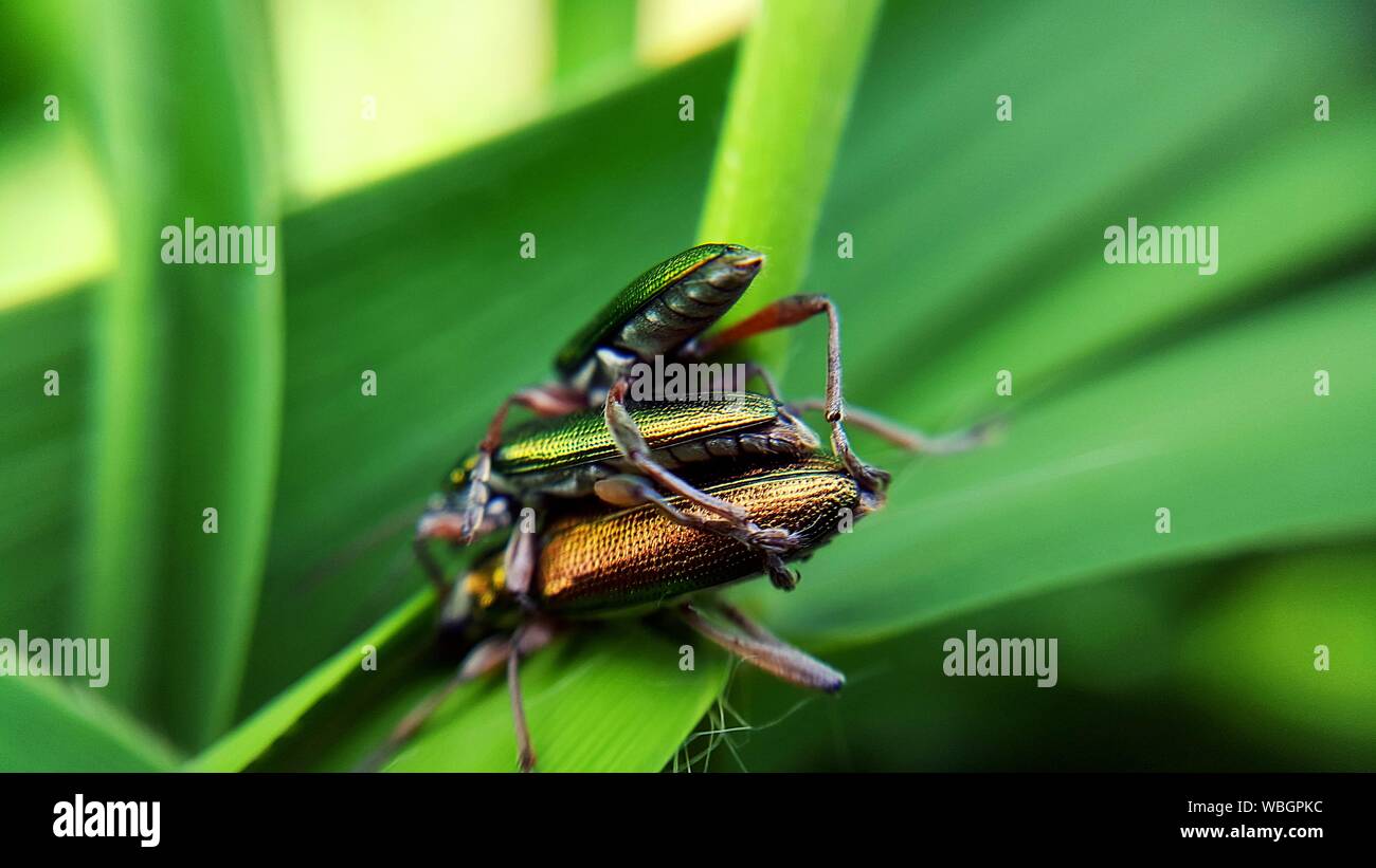Insects leaf hi-res stock photography and images - Alamy