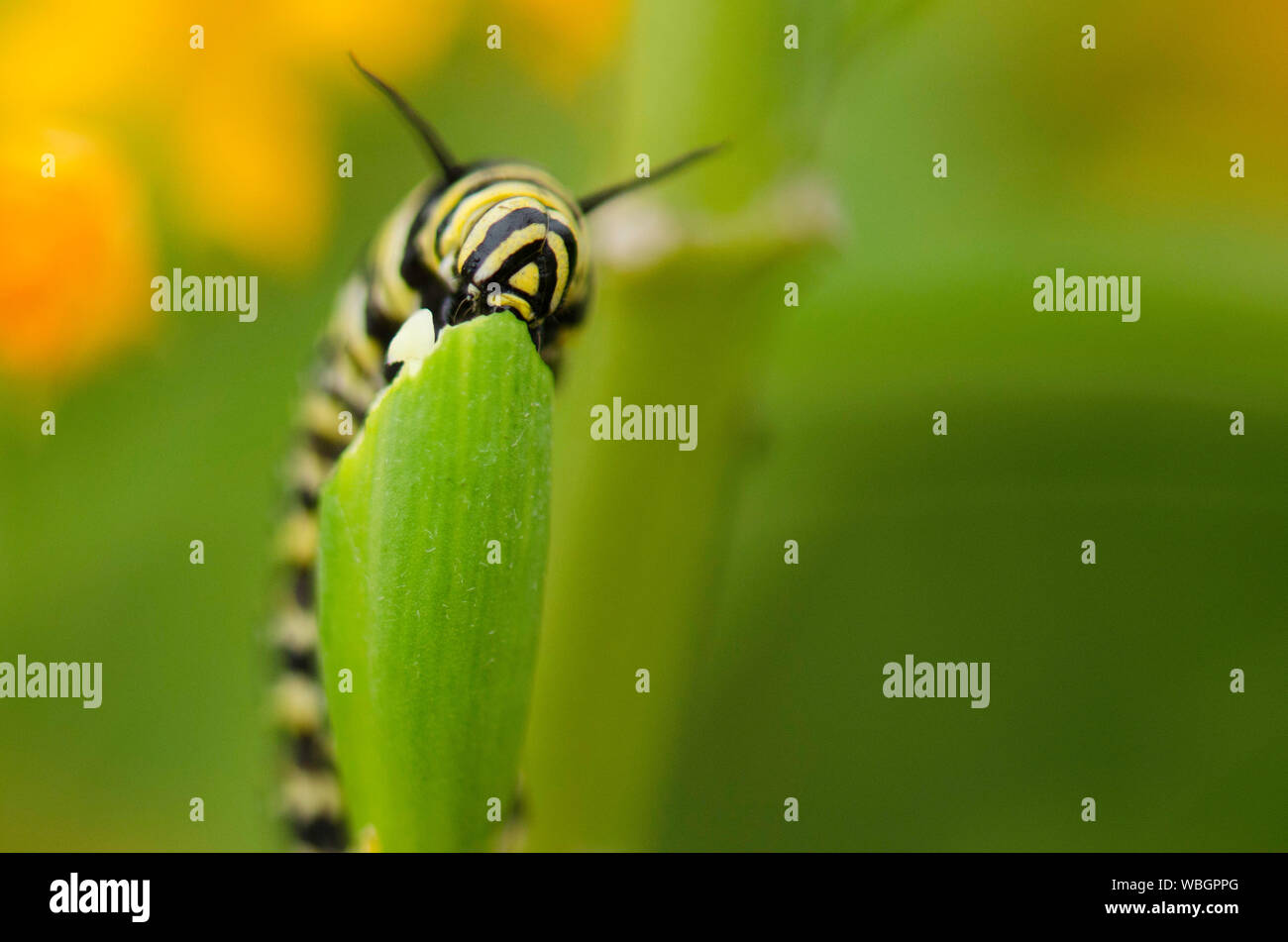 Caterpillar eating hi-res stock photography and images - Alamy