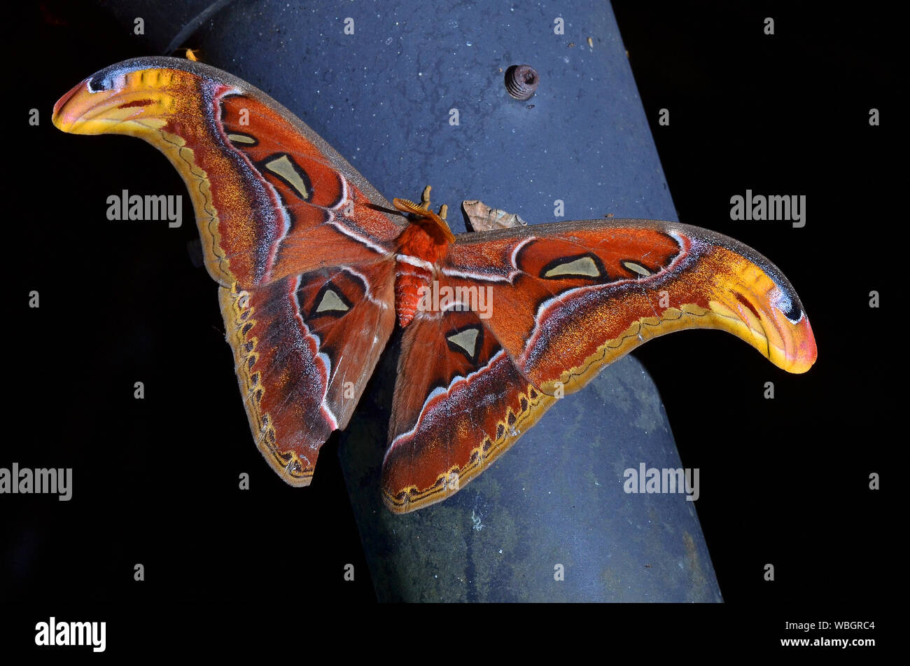 Attacus atlas wing hi-res stock photography and images - Alamy