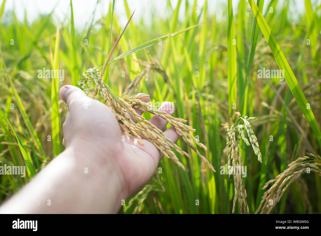 Ear of rice hi-res stock photography and images - Alamy