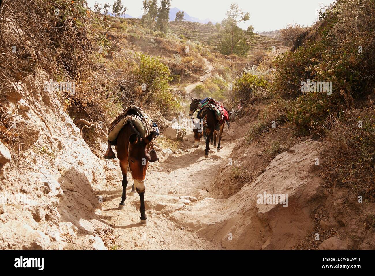Load carrying mule hi-res stock photography and images - Alamy