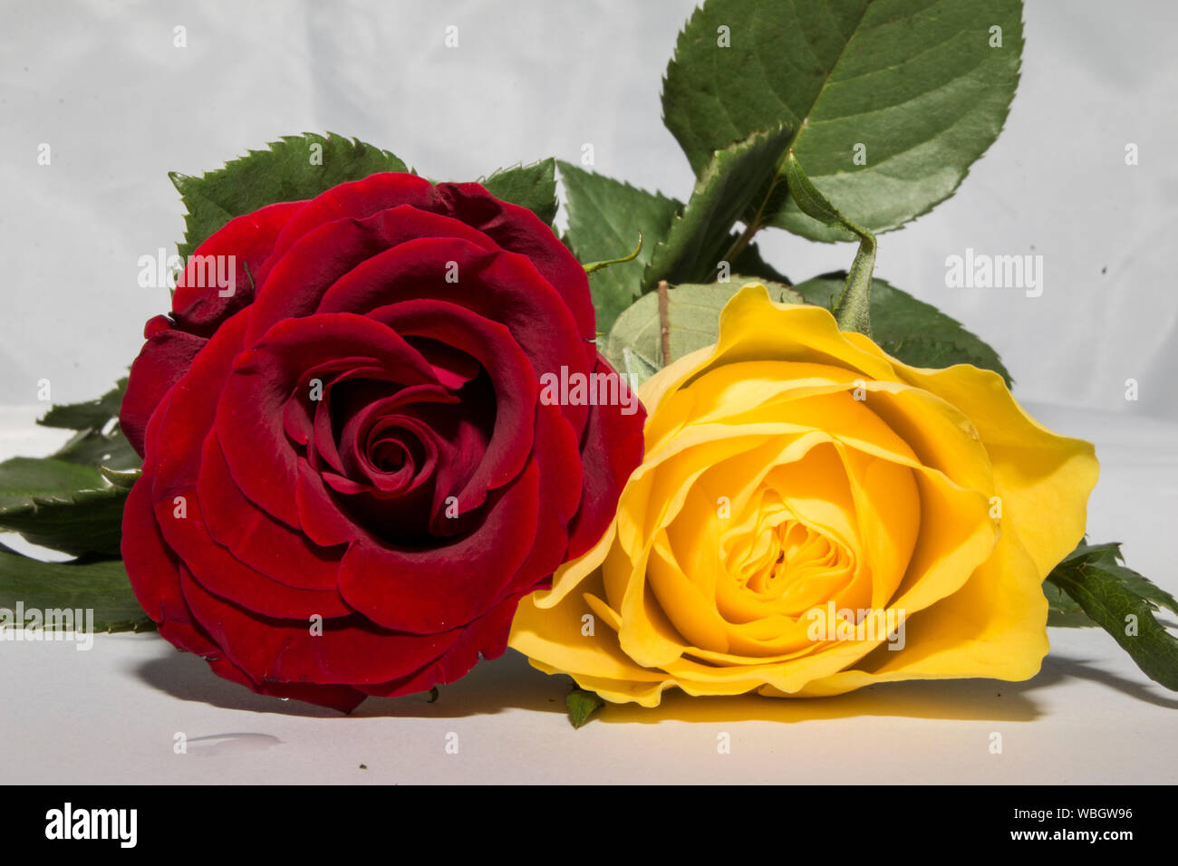 Yellow and red rose hi-res stock photography and images - Alamy