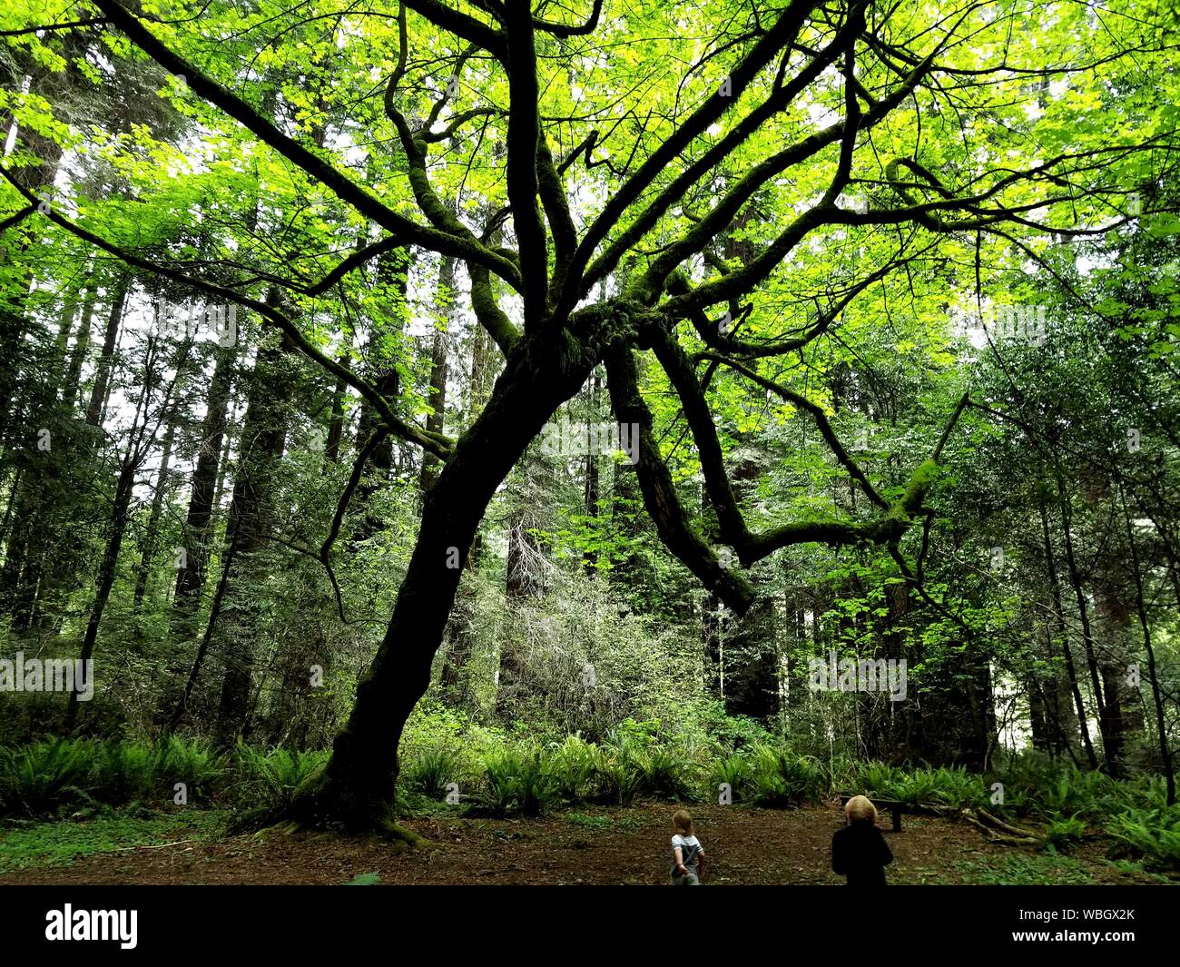 Remote oak forest hi-res stock photography and images - Alamy