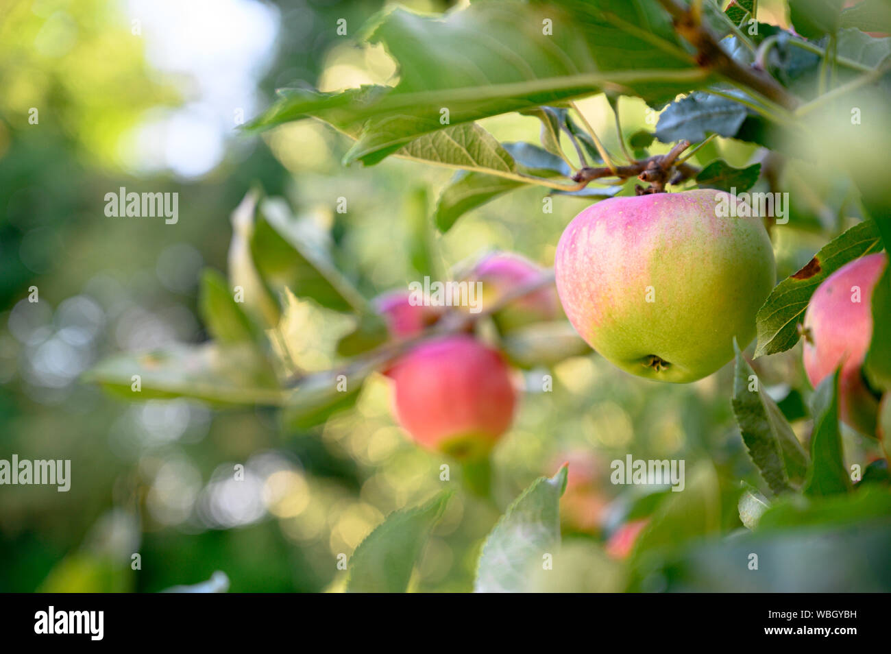 From an apple tree hi-res stock photography and images - Alamy