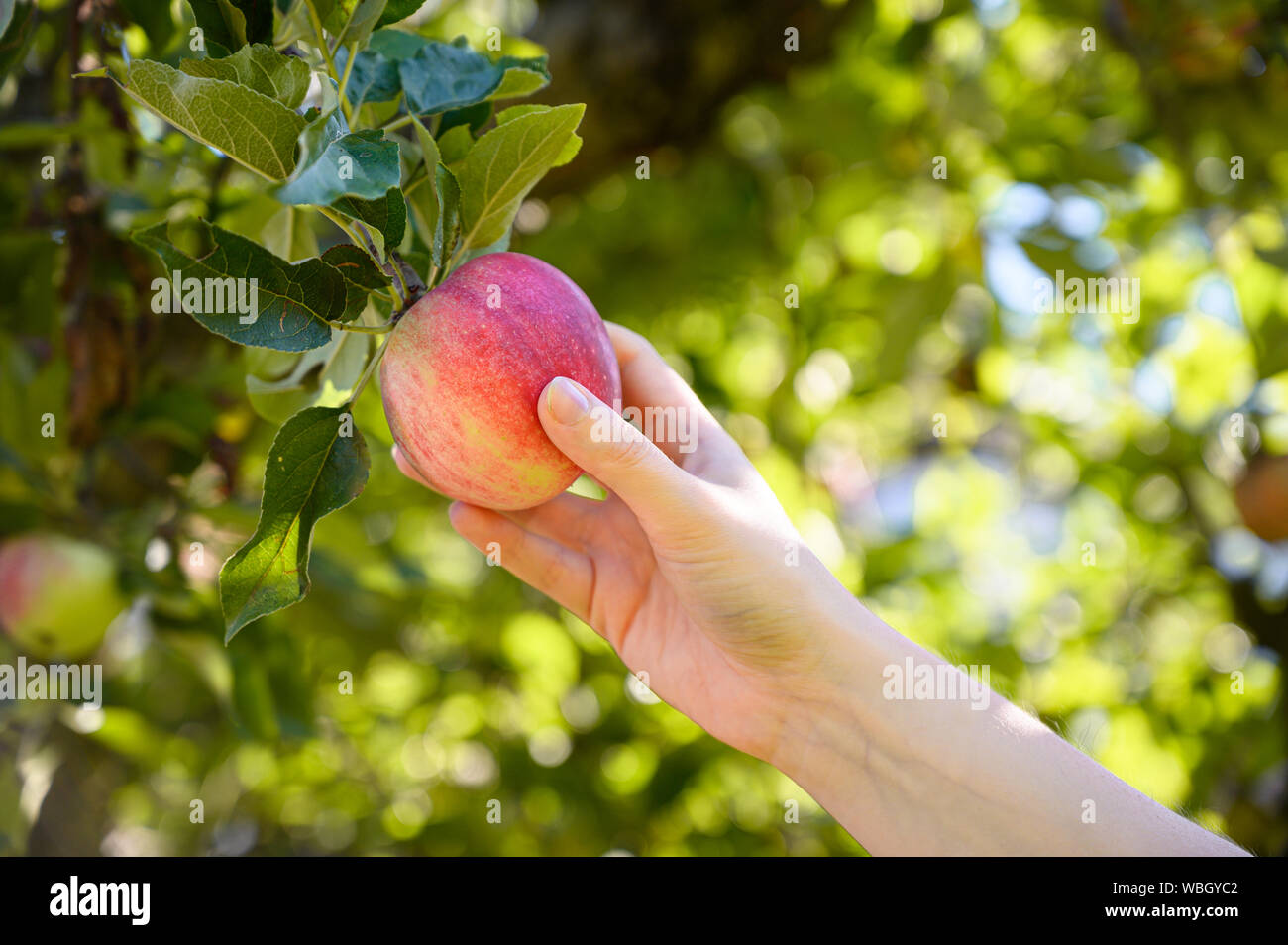 Picking Apples growing from a apple tree Stock Photo - Alamy