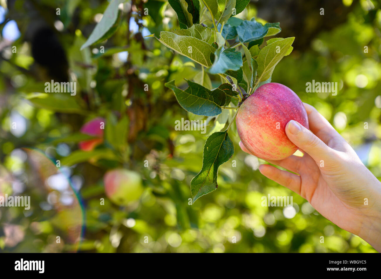 Came from the apple tree hi-res stock photography and images - Alamy