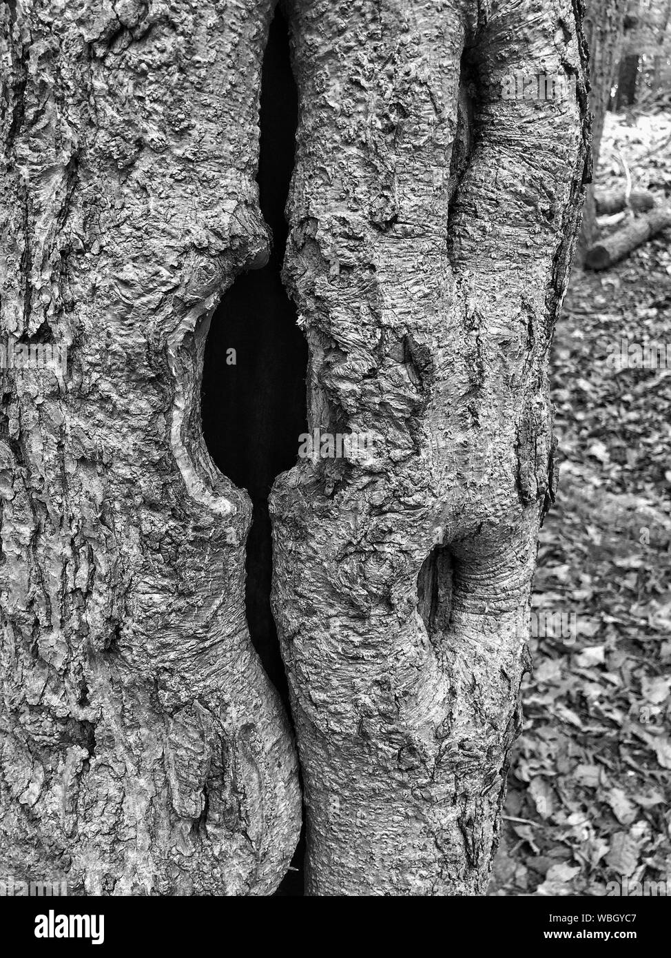 Knothole in tree trunk Black and White Stock Photos & Images - Alamy