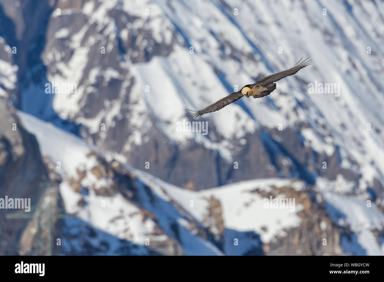 bearded vulture (gypaetus barbatus) in flight, rocky snow landscape ...