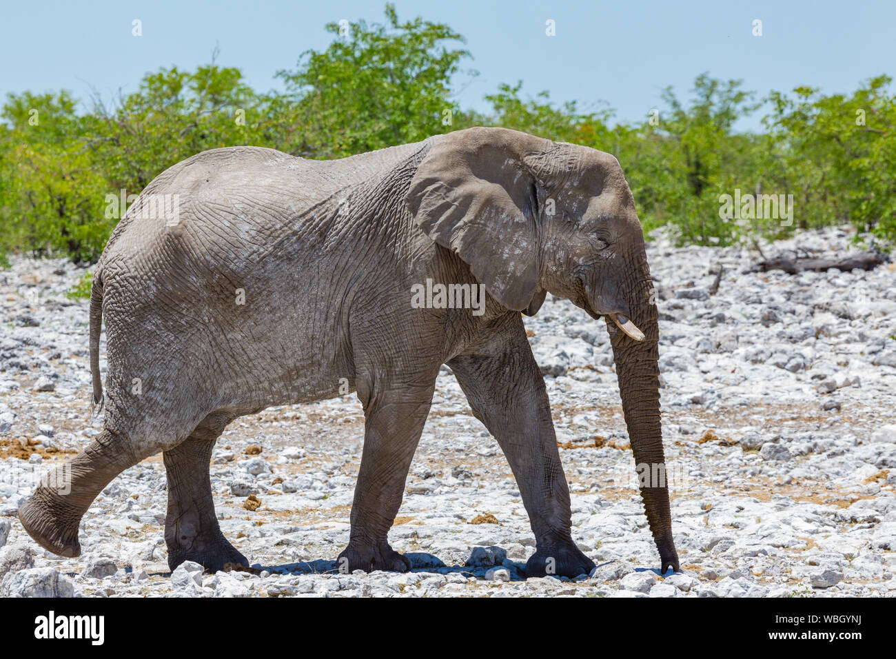 African elephant walking close wildlife hi-res stock photography and ...