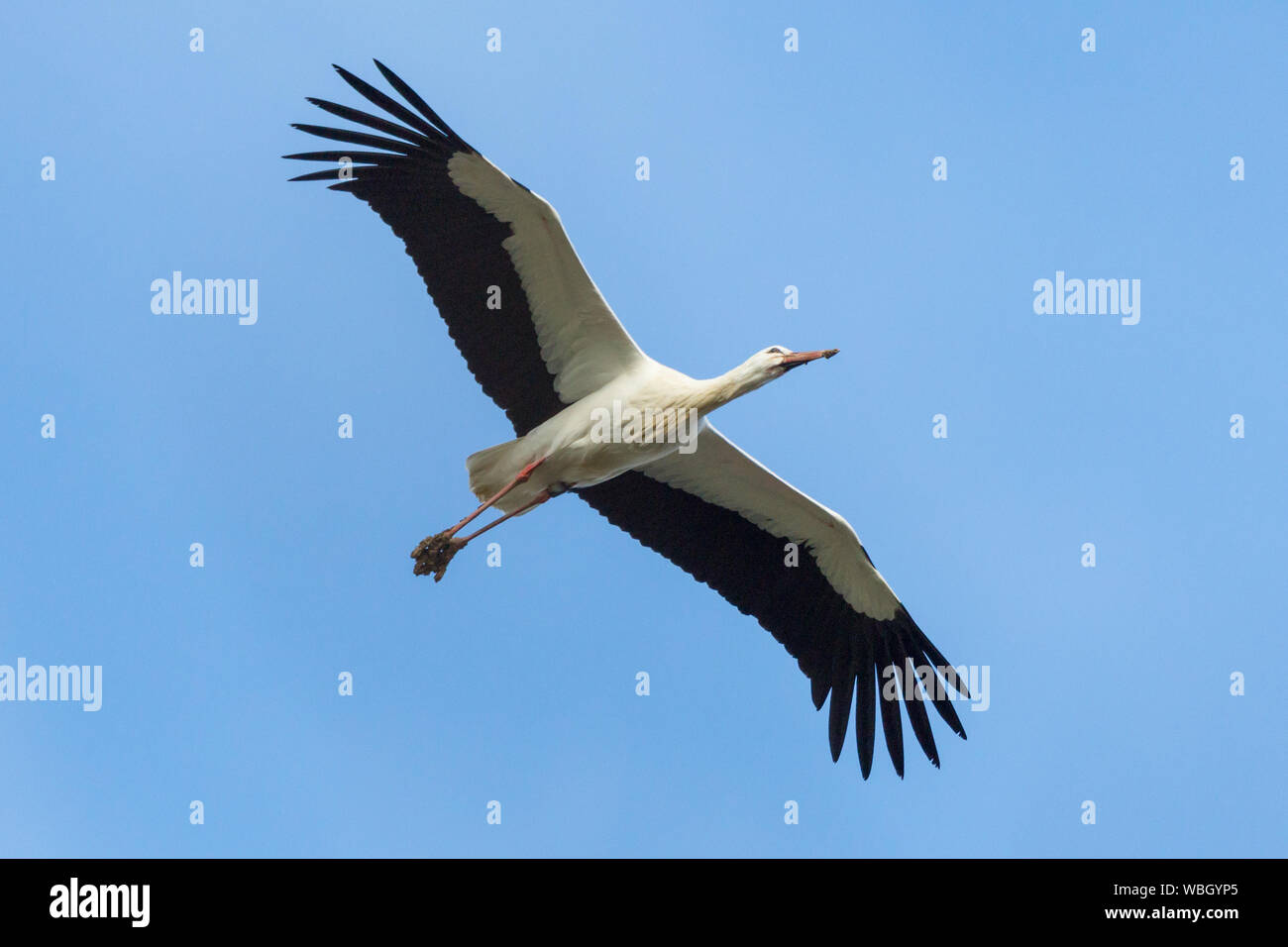 Flying Mud High Resolution Stock Photography and Images - Alamy