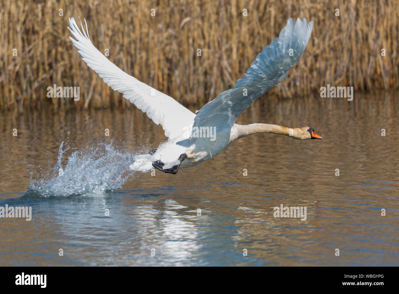 Swan lifting off hi-res stock photography and images - Alamy