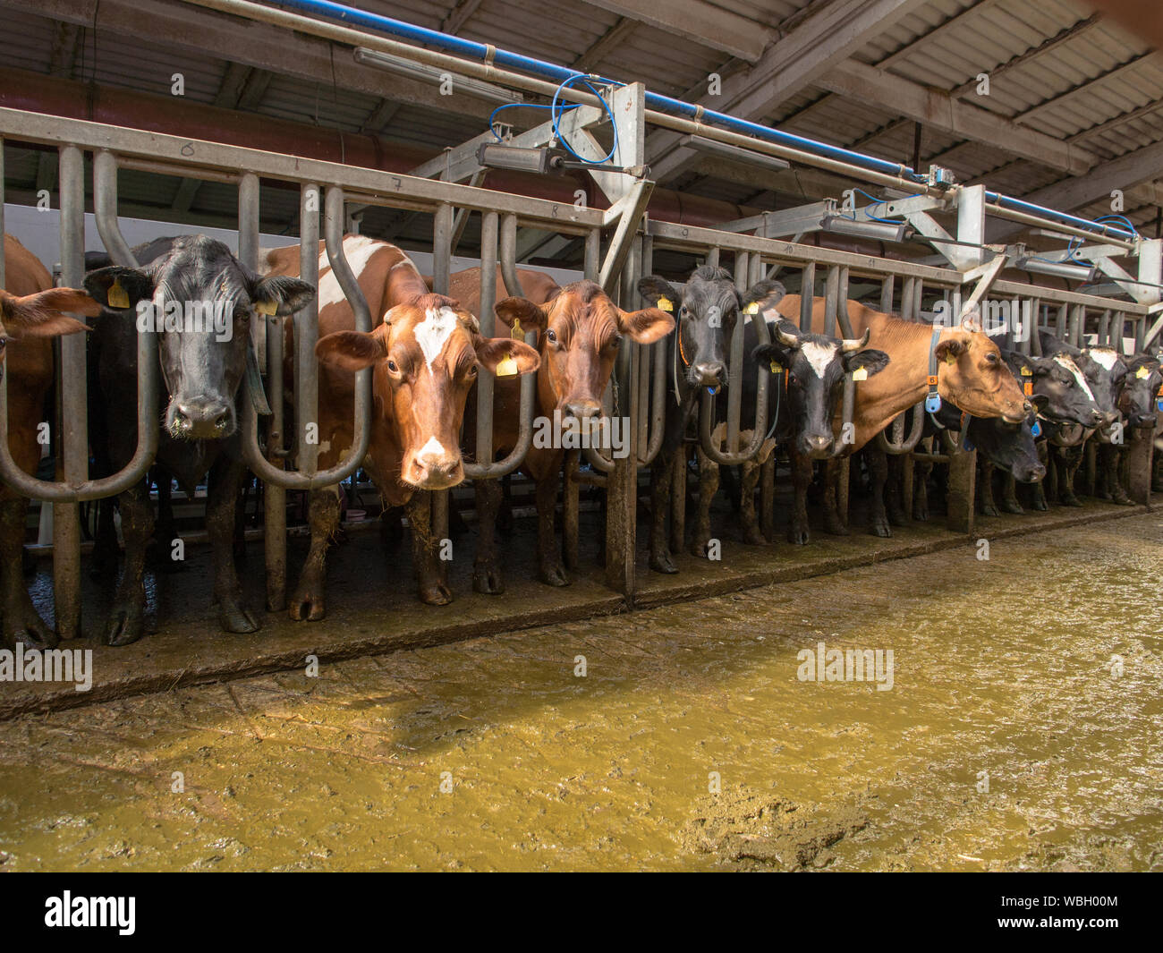 Messy farm hi-res stock photography and images - Alamy