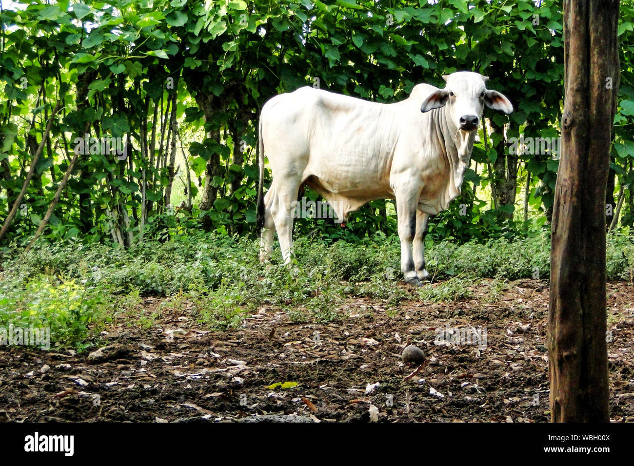 Bull plant hi-res stock photography and images - Alamy