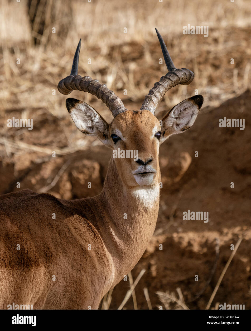 An adult male impala looks around in Namibia Stock Photo - Alamy