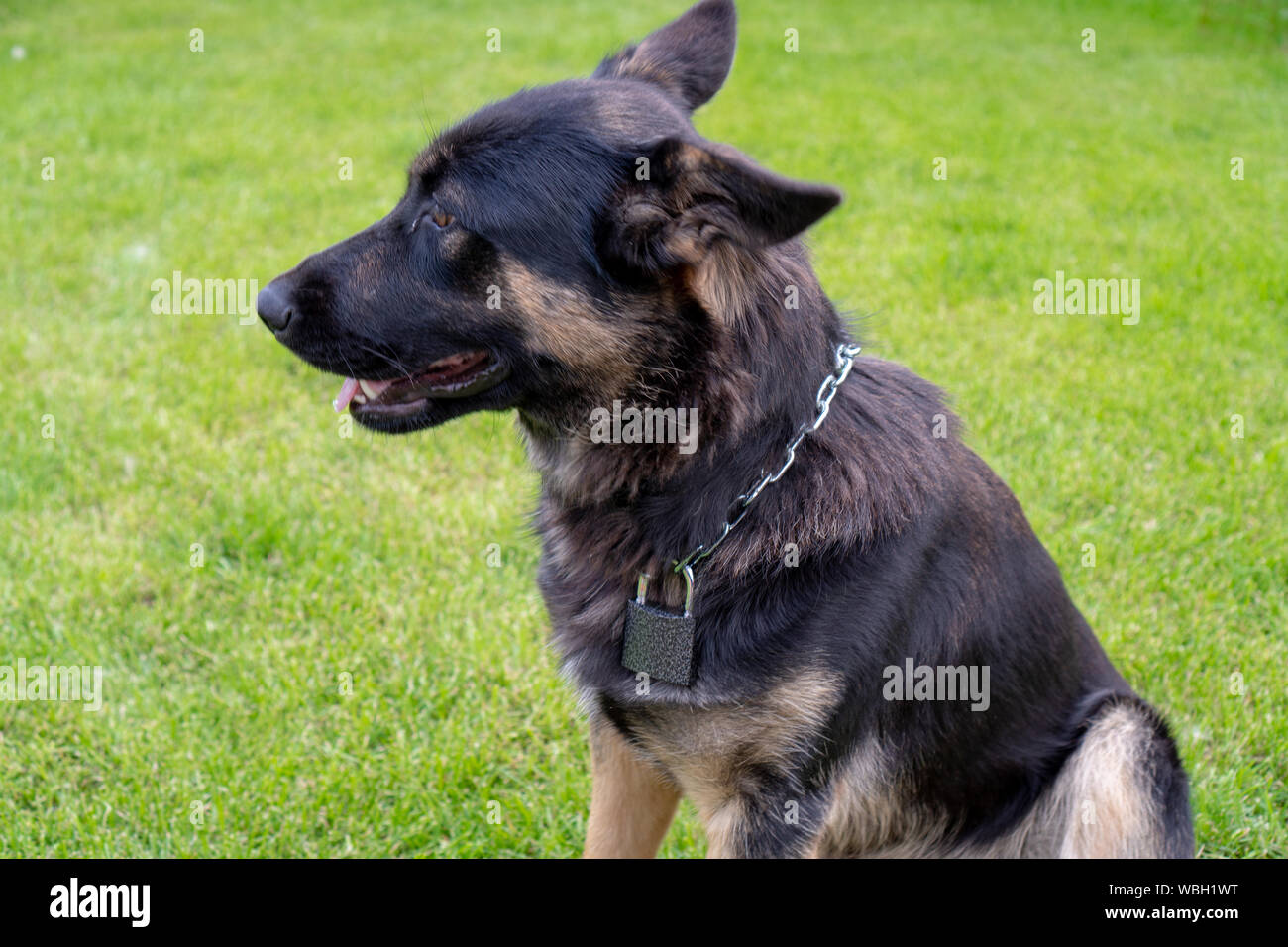 Portrait of a young German shepherd with a lock on his neck. The ...