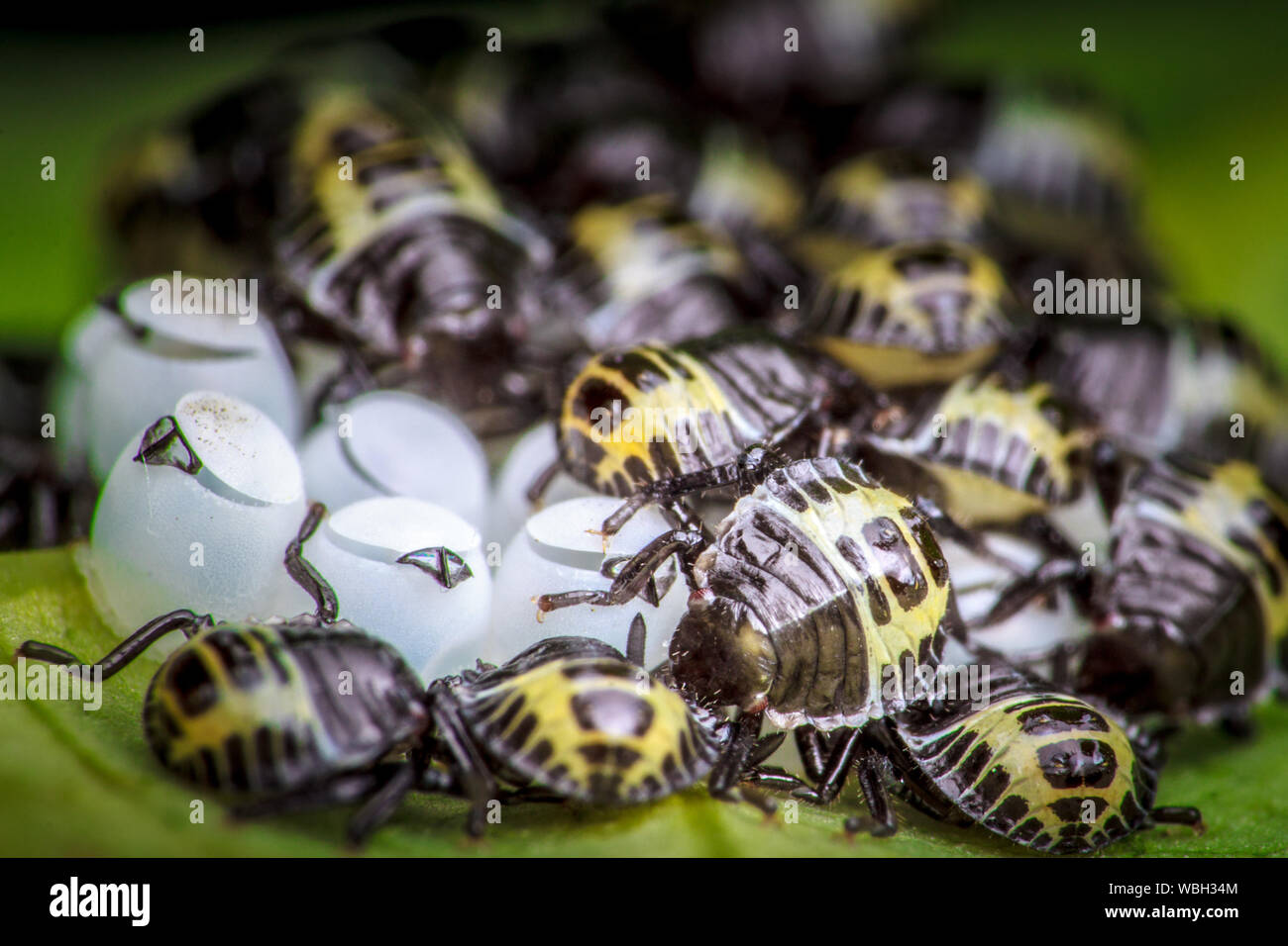 Insects larvae hi-res stock photography and images - Alamy