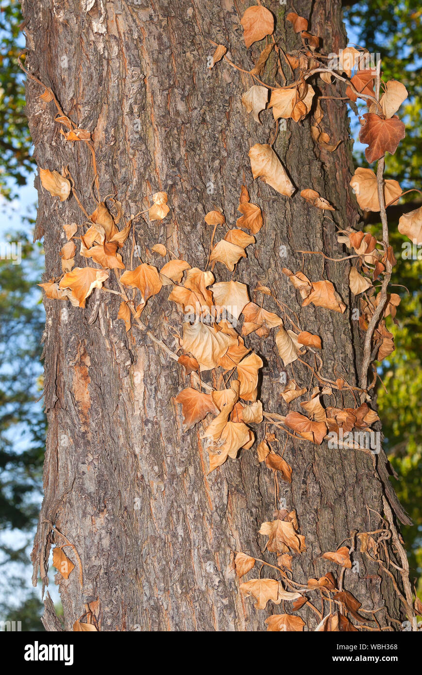 Dried leaves of a deciduous tree in the forest Stock Photo - Alamy